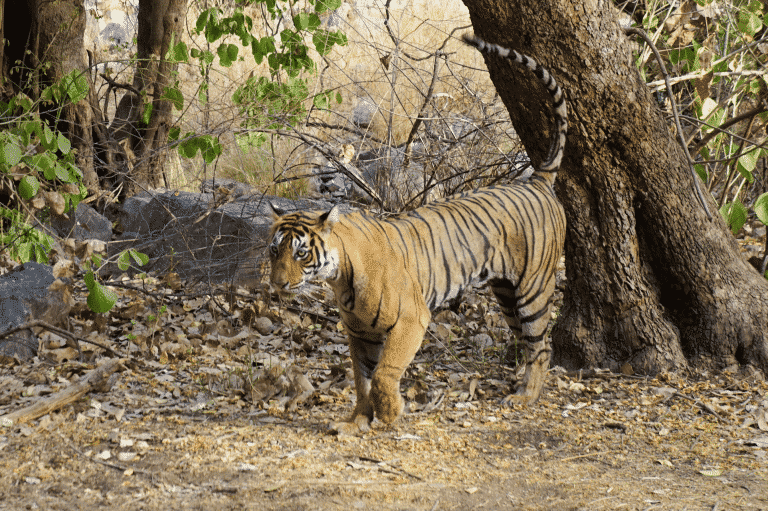 Ranthambore Tiger Reserve: The Best Tiger Sanctuary In India?