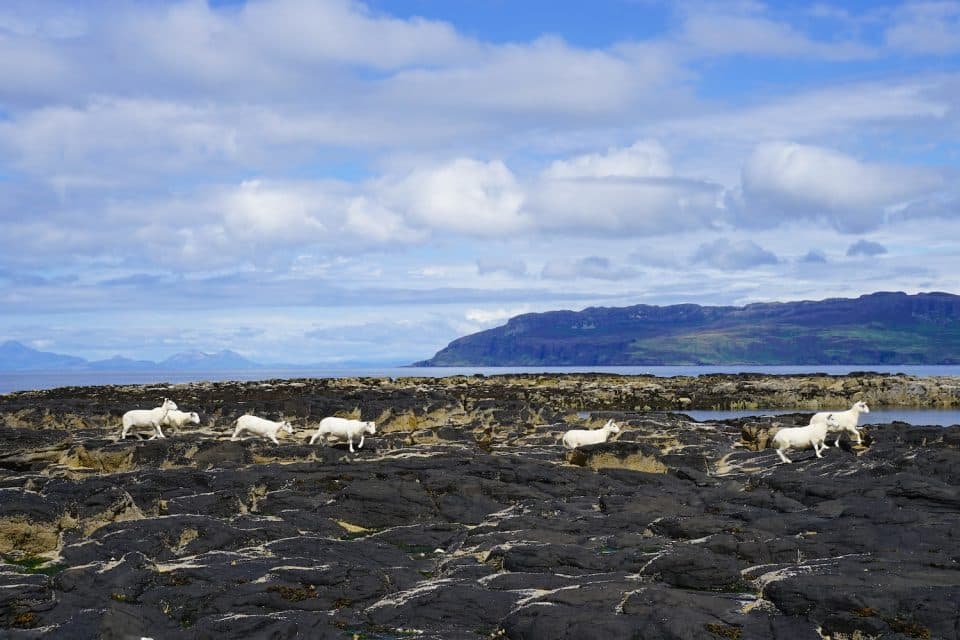 Top Things To Do On The Isle Of Muck: Scotland's Smallest Isle!