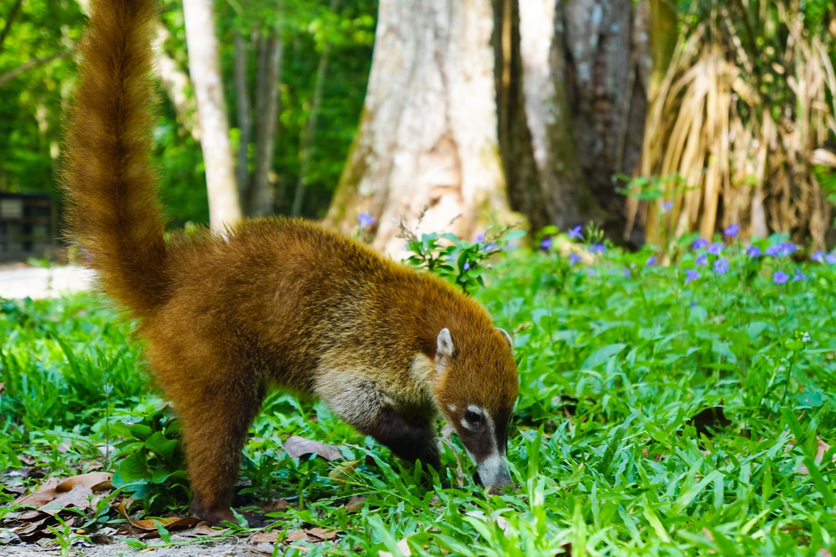The Ultimate Tikal Guide: Unlocking Tikal National Park In Guatemala