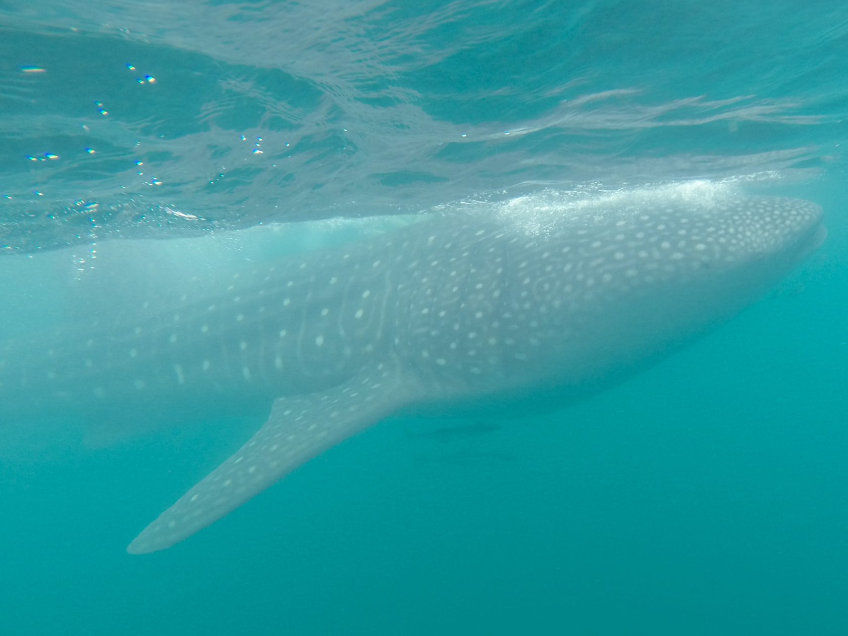 Cancun Whale Shark Tours: Absolutt Alt Du Bør Vite! | Keep moving