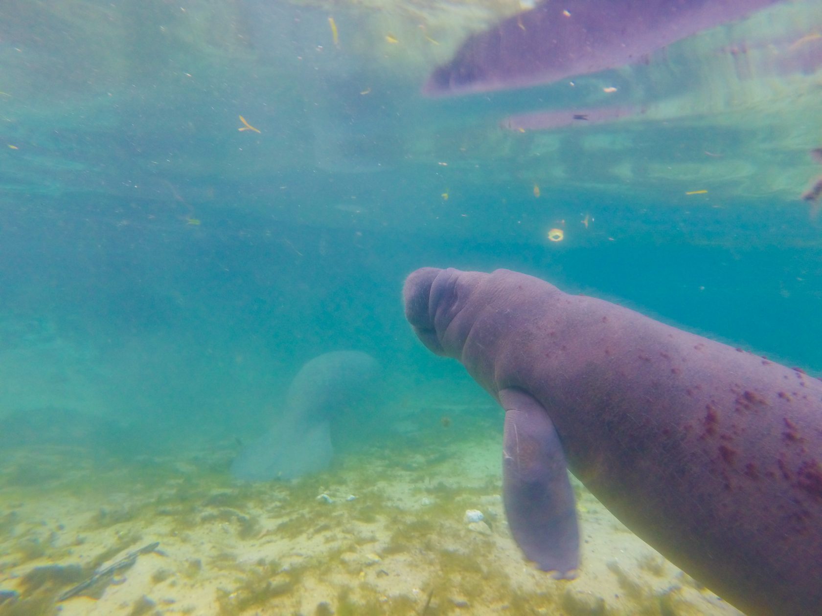 Where To Swim With Manatees In Florida Without Breaking The Law!