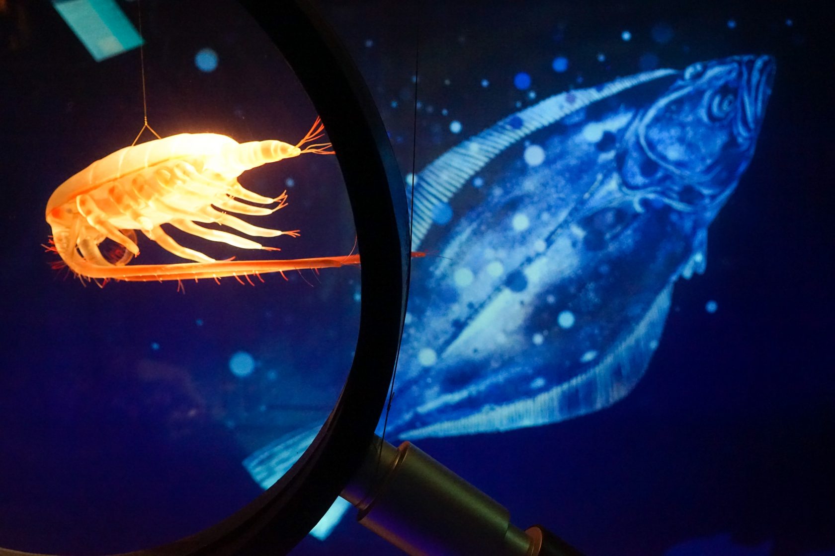 Bergen In A Nutshell: 20 Unmissable Things To Do In Bergen Norway!