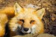 The Zao Fox Park Japan: What It Is (And How To Get There…)