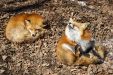 The Zao Fox Park Japan: What It Is (And How To Get There…)