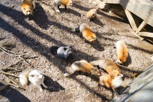 The Zao Fox Park Japan: What It Is (And How To Get There…)