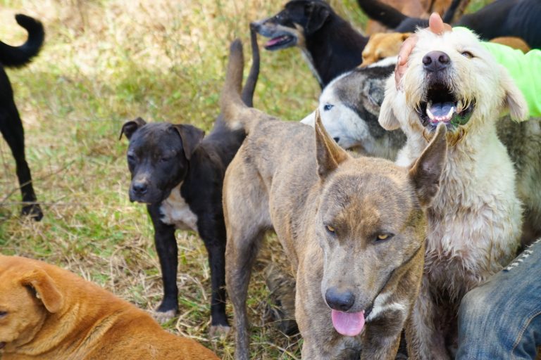 Territorio De Zaguates: The Costa Rica Dog Sanctuary You Need To Add To ...
