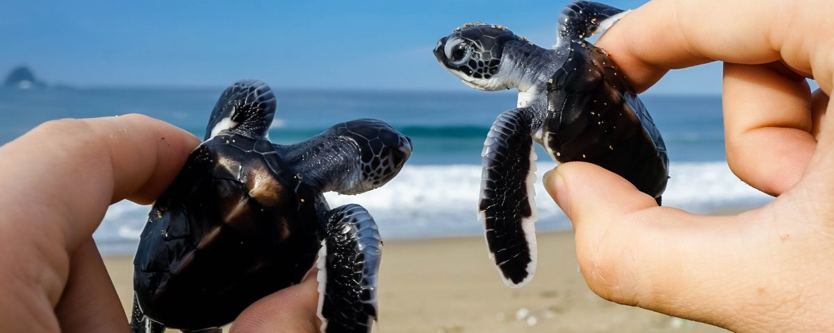 Getting Close To Nesting Turtles At Sukamade Beach In Java Indonesia ...
