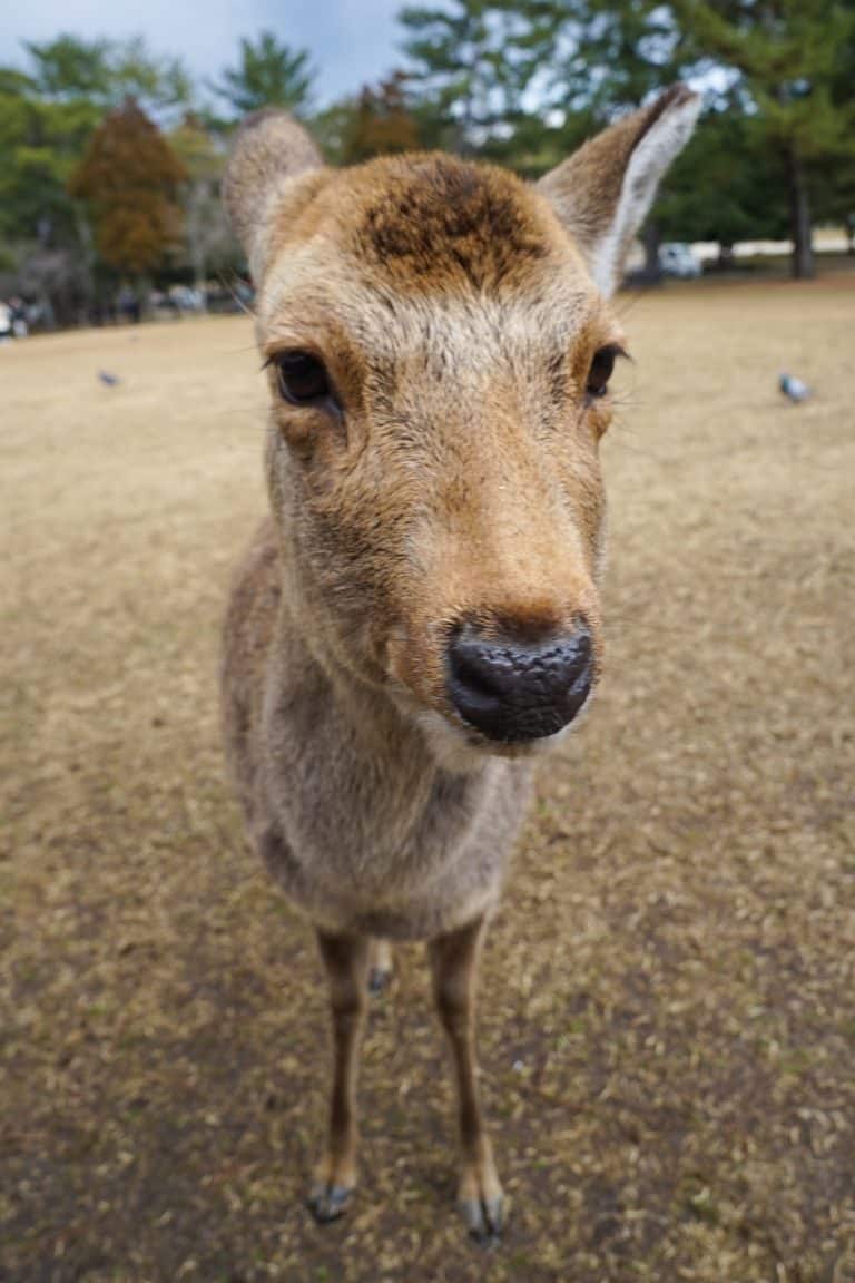 How To See The Super-Polite Bowing Deer On A Nara Day Trip In Japan ...