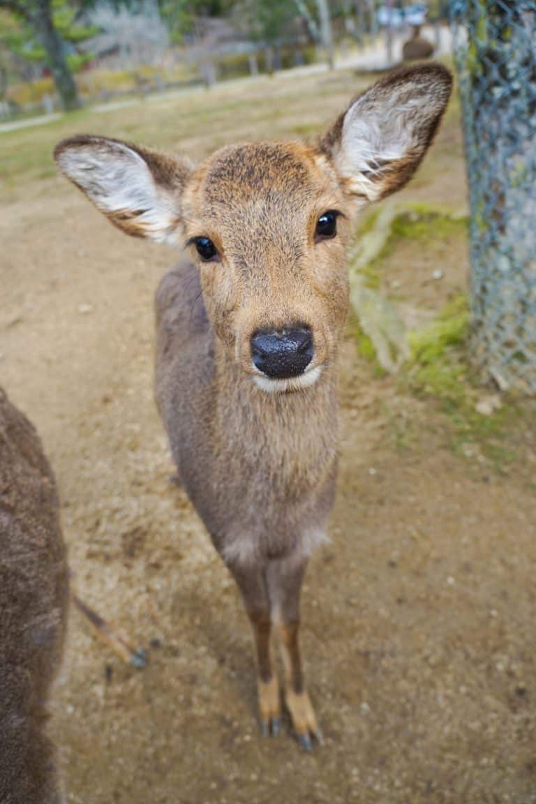 How To See The Super-Polite Bowing Deer On A Nara Day Trip In Japan ...