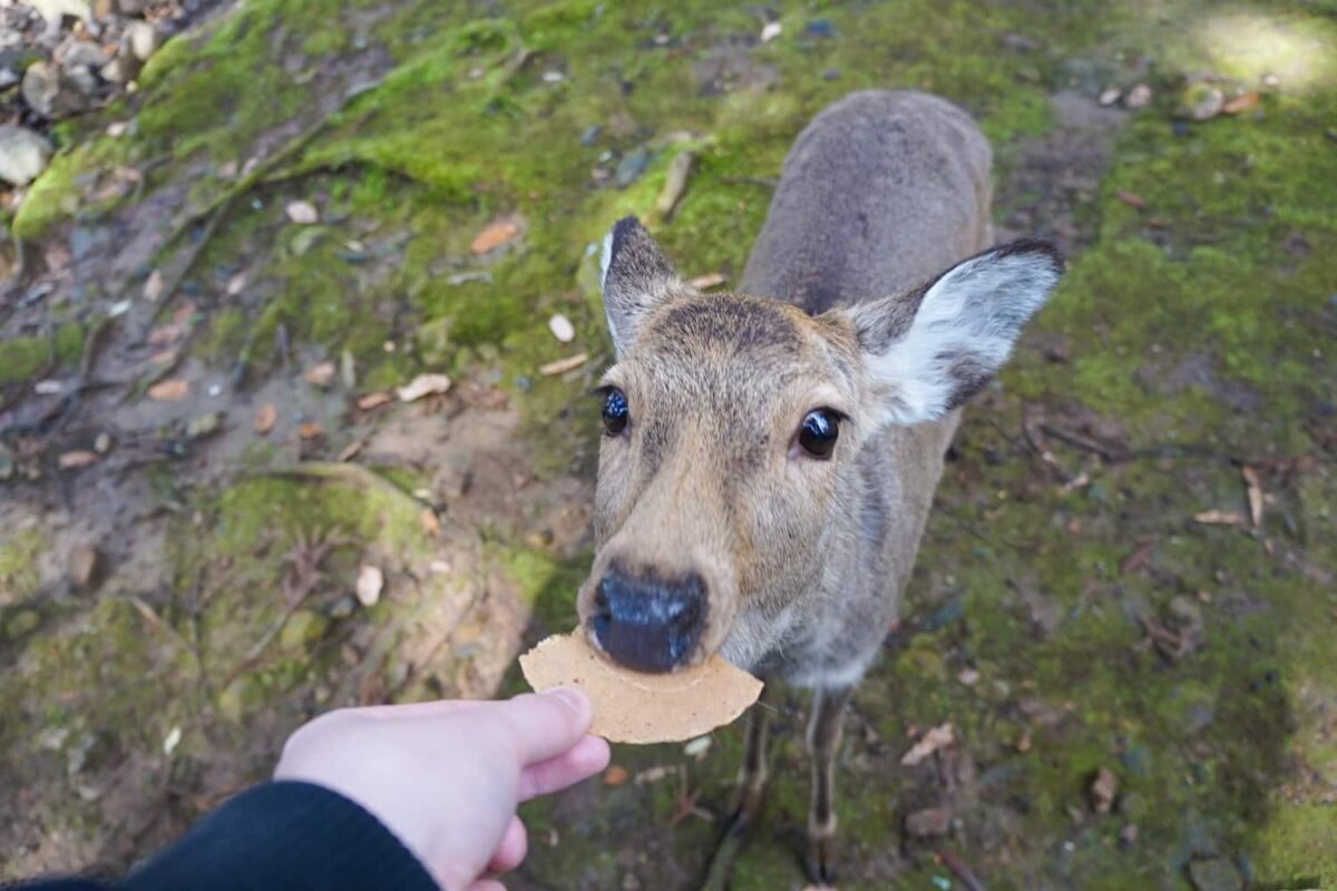 How To See The Super Polite Bowing Deer On A Nara Day Trip In Japan