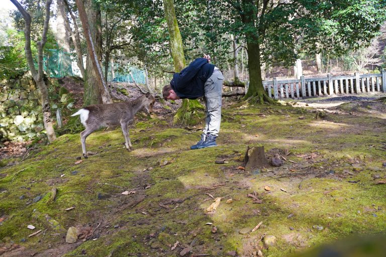 How To See The Super-Polite Bowing Deer On A Nara Day Trip In Japan ...
