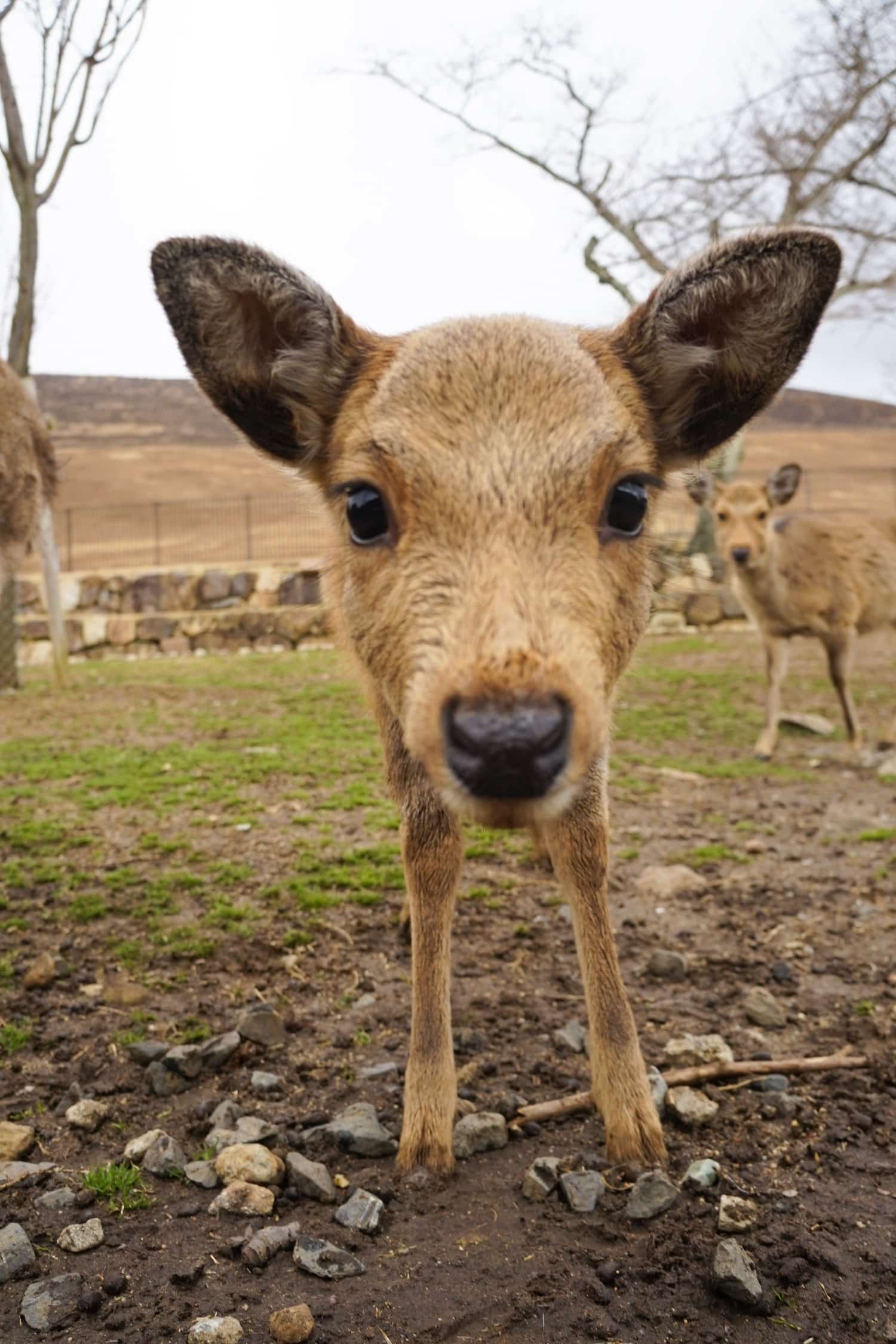 How To See The Super-Polite Bowing Deer On A Nara Day Trip In Japan! 歷 ...