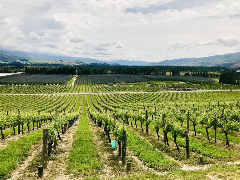 The Best Wanaka Wineries For Sophisticated Wine Tastings | Inspired By Maps