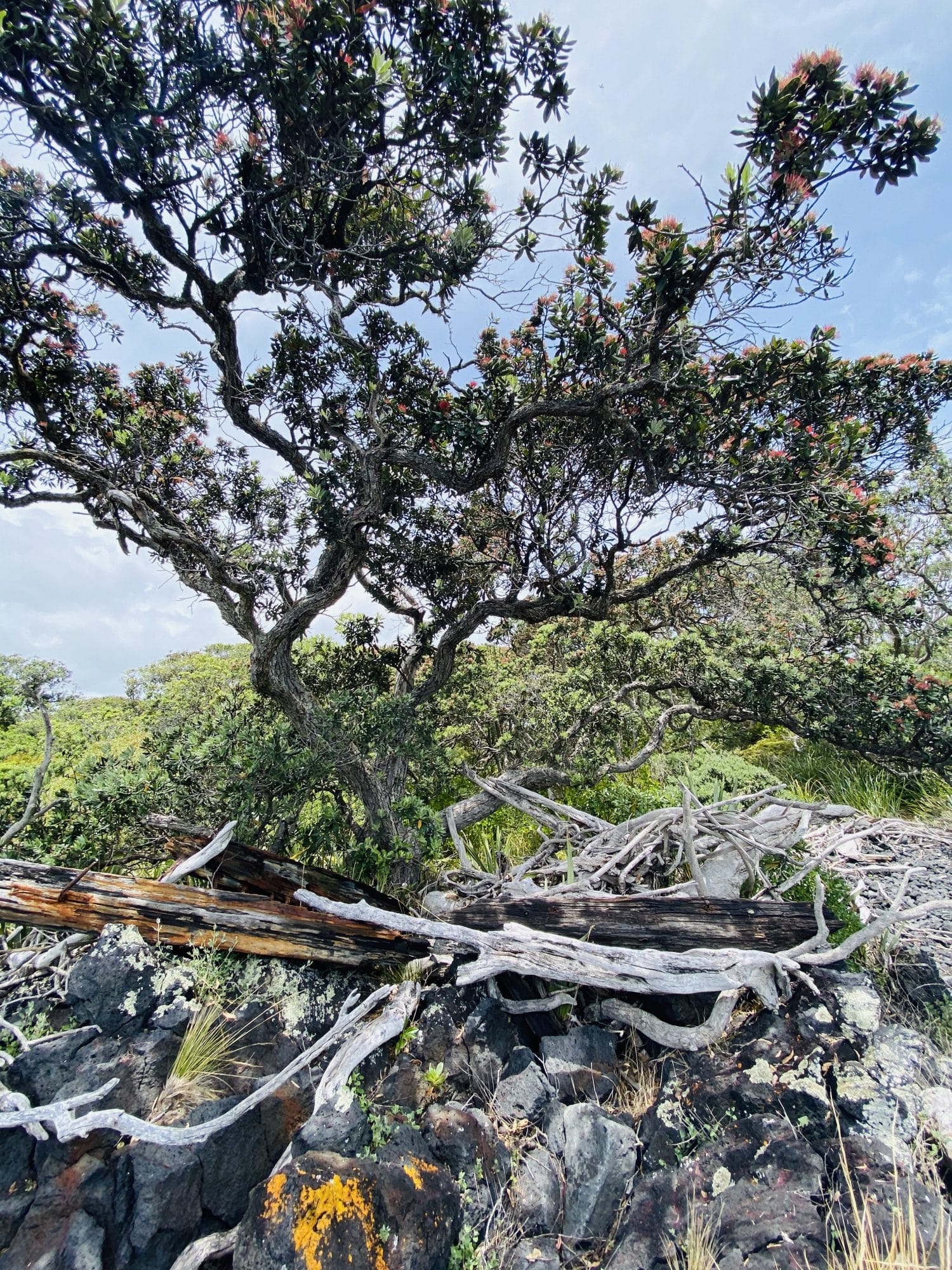 Rangitoto Island Day Hike: Walking The Youngest Volcano In New Zealand ...