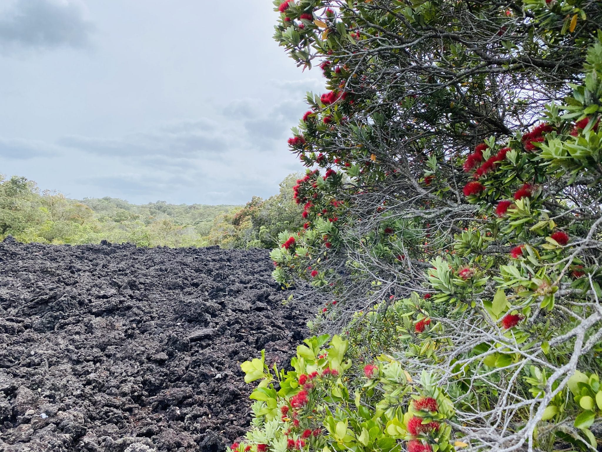 Rangitoto Island Day Hike: Walking The Youngest Volcano In New Zealand ...