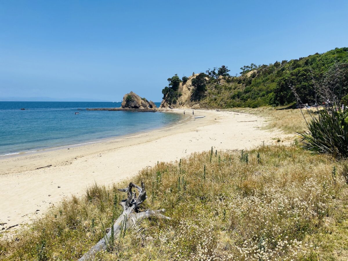 Rotoroa Island Day Trip: A Hidden Gem In Auckland's Hauraki Gulf!