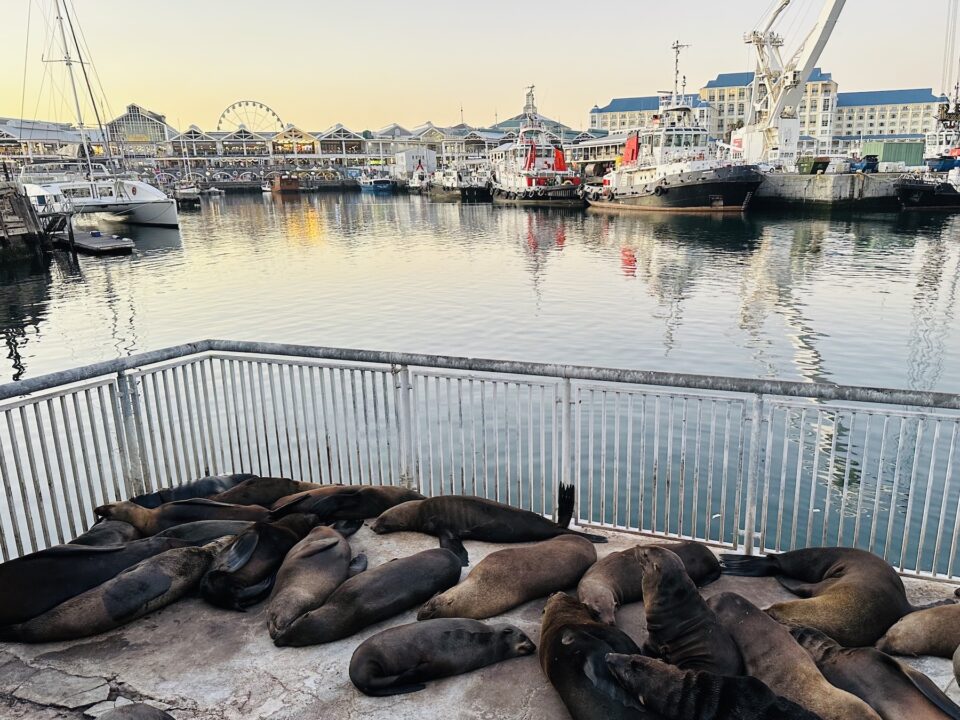 50 Fun Things To Do In Cape Town For Young Adults! | Inspired By Maps