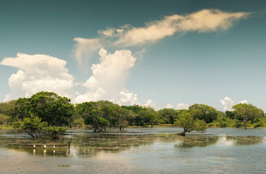 The 12 Best Hotels In Yala: Top Safari Stays To Roar About!