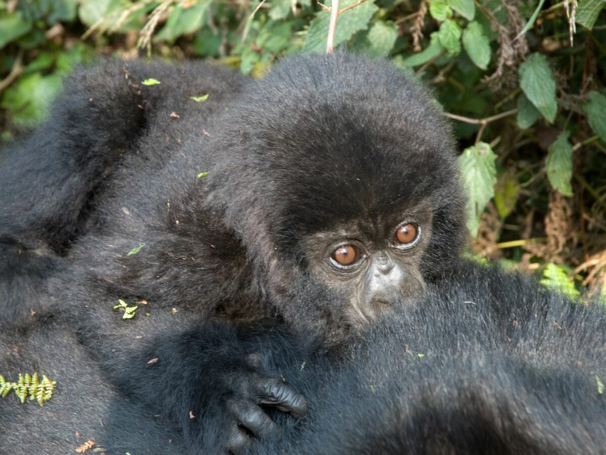 The 7 Best Rwanda Tours For Unforgettable Adventures That Are ...