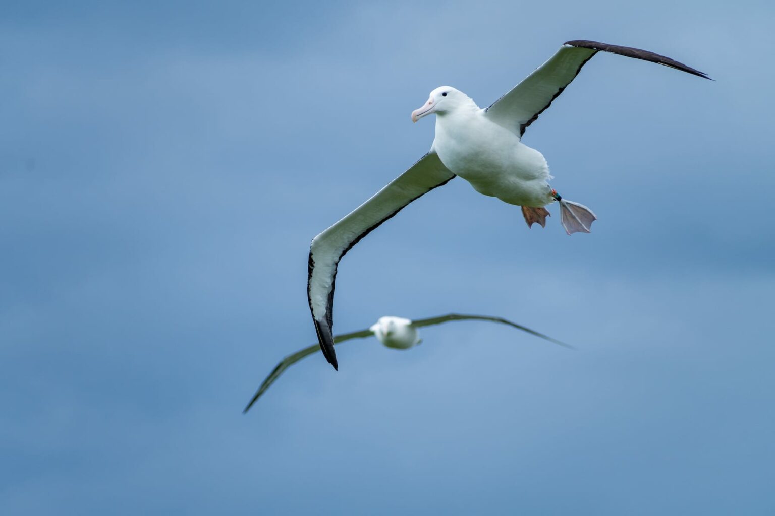 Why You Absolutely Need To Visit The Taiaroa Head And The Royal ...
