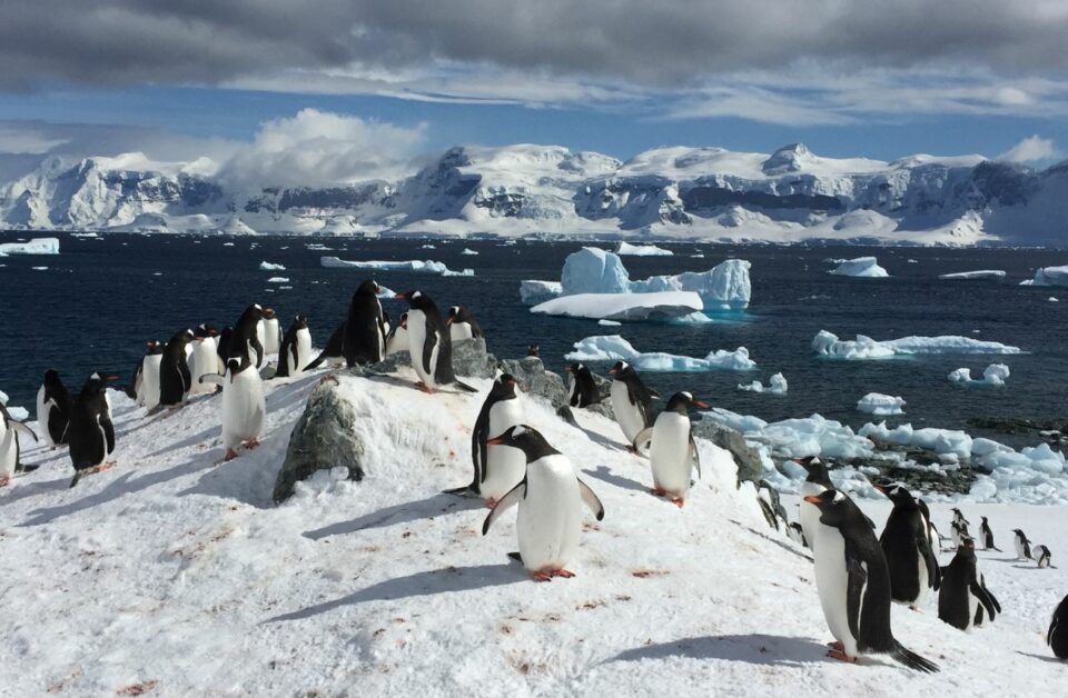 The 6 Best Antarctica Tours For Unforgettable Adventures That Are ...