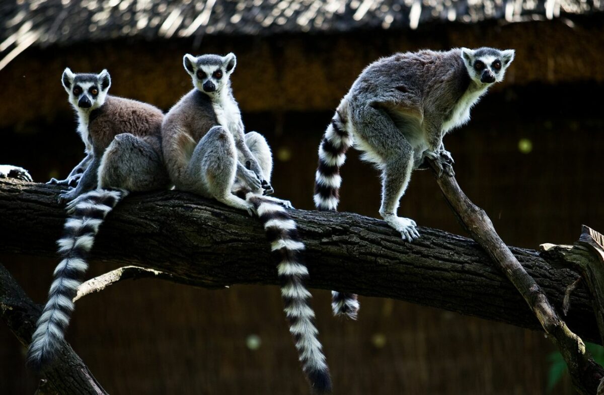 The 5 Best Madagascar Tours For Unforgettable Adventures That Are ...