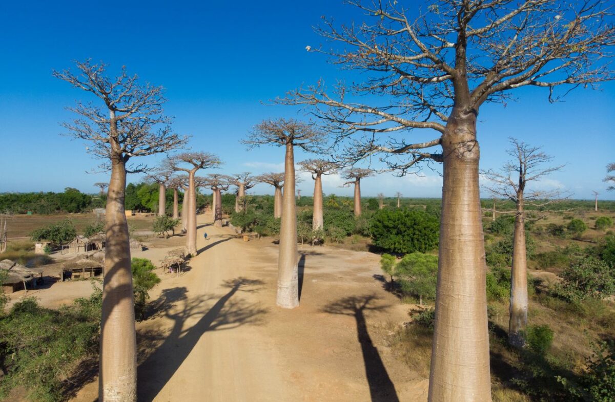 The 5 Best Madagascar Tours For Unforgettable Adventures That Are ...